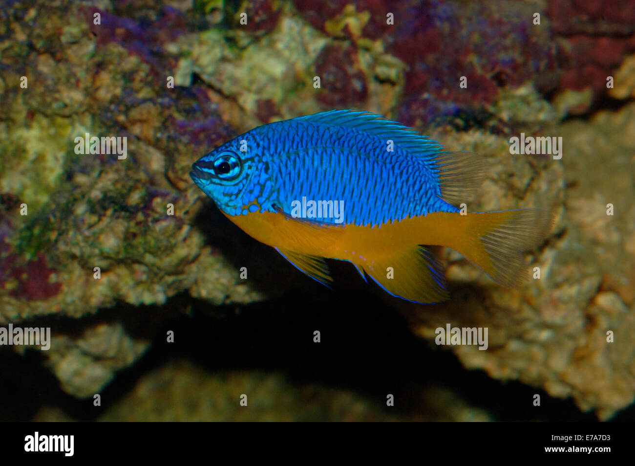 Cocoa Damsel Fish Stock Photo - Alamy