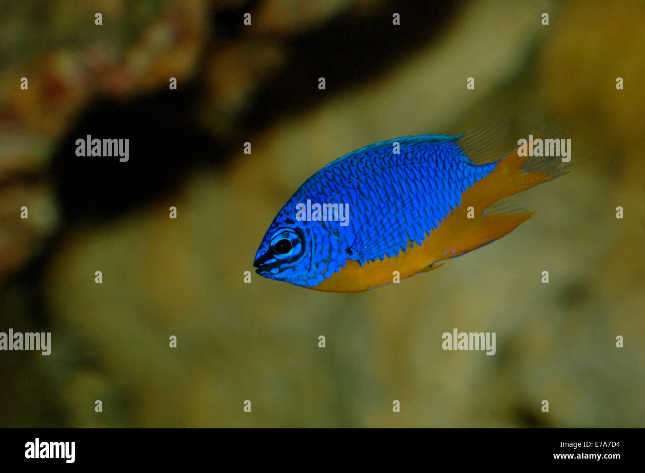 Cocoa Damsel Fish Stock Photo - Alamy