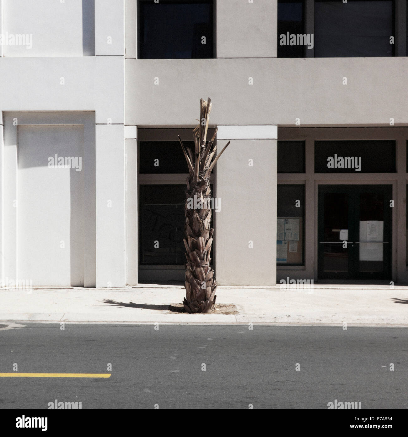 Dead palm tree hi-res stock photography and images - Alamy