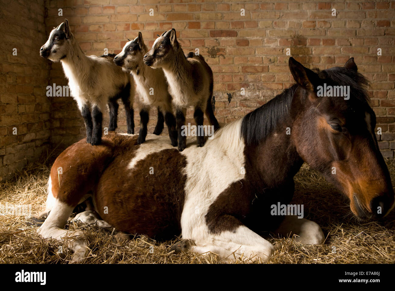 Young goats standing on horse in stable Stock Photo - Alamy