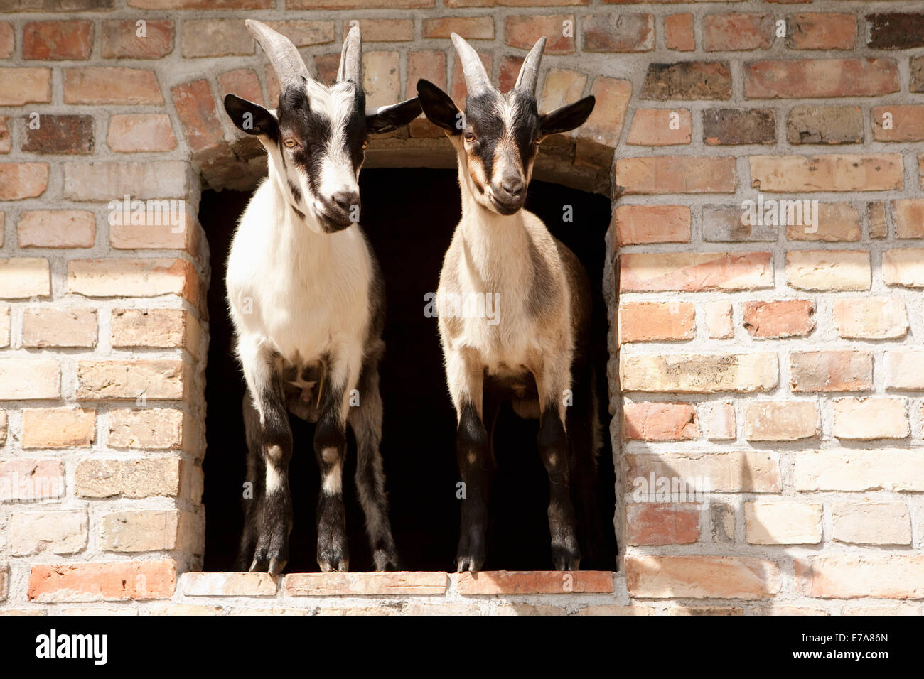 Goat standing in window Stock Photo - Alamy
