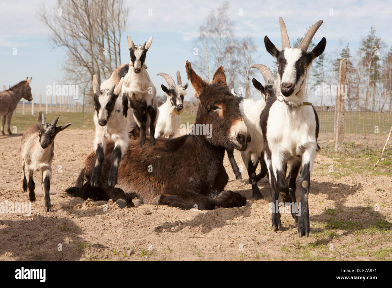 Donkey with goats Stock Photo - Alamy