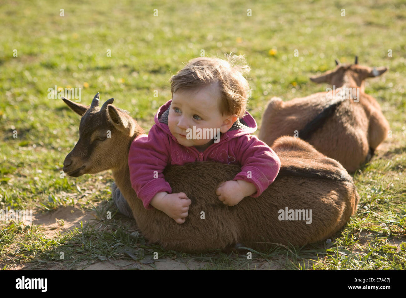 Baby girl lying on goat kid Stock Photo - Alamy
