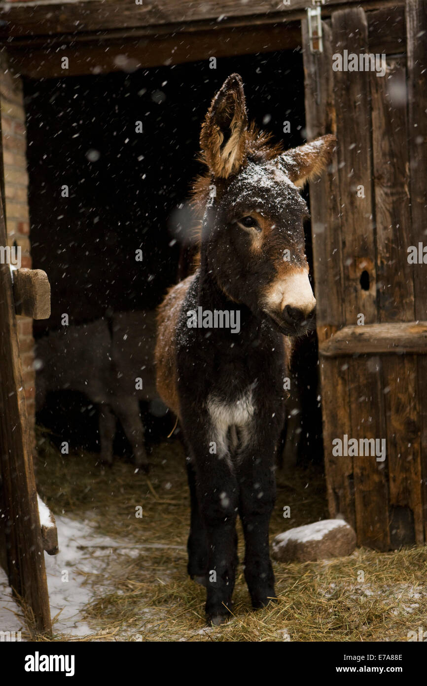 Donkey stable hi-res stock photography and images - Alamy
