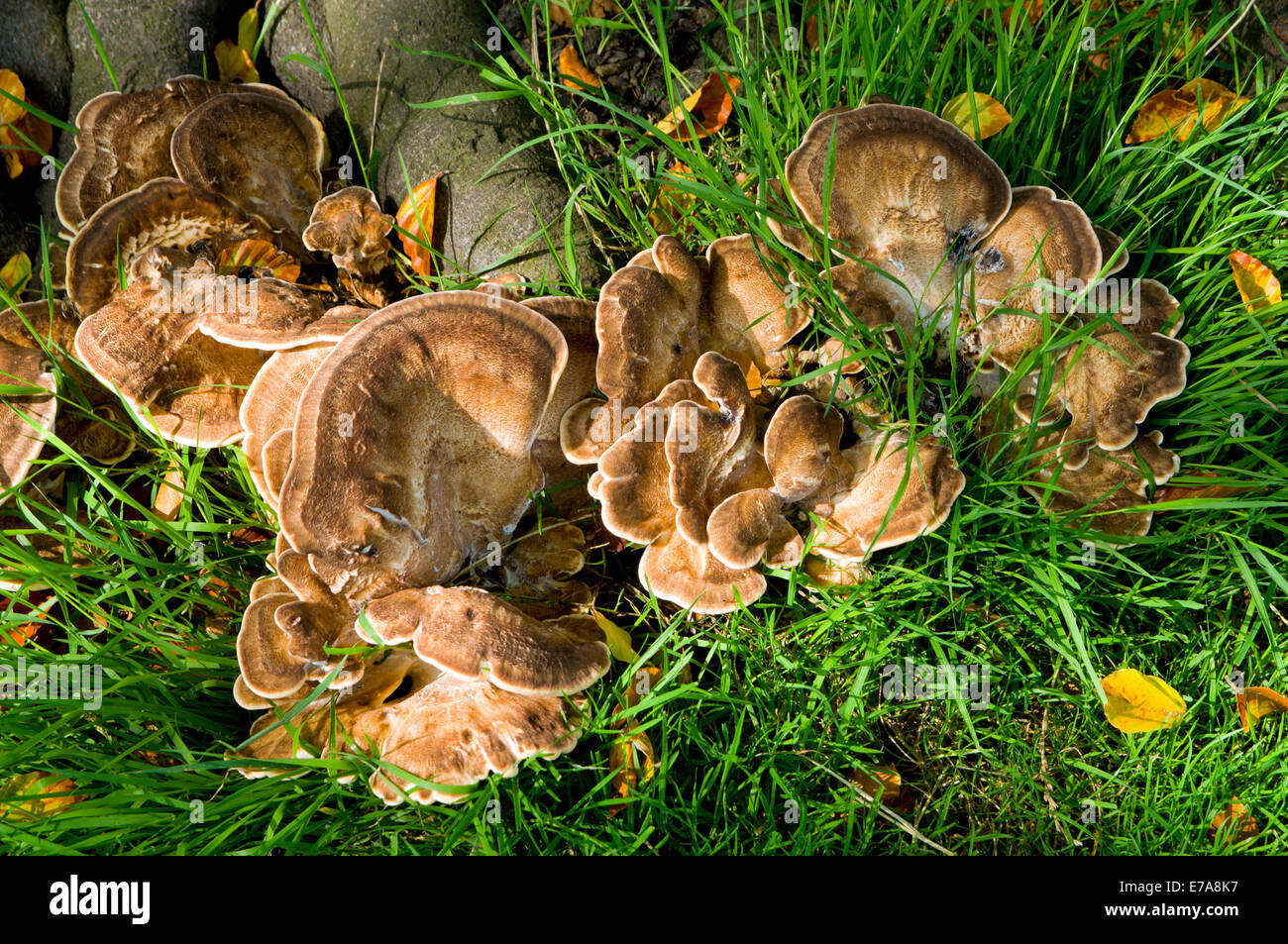 Giant Polypore Meripilus Giganteus Fungi Growing From Base Of Beech
