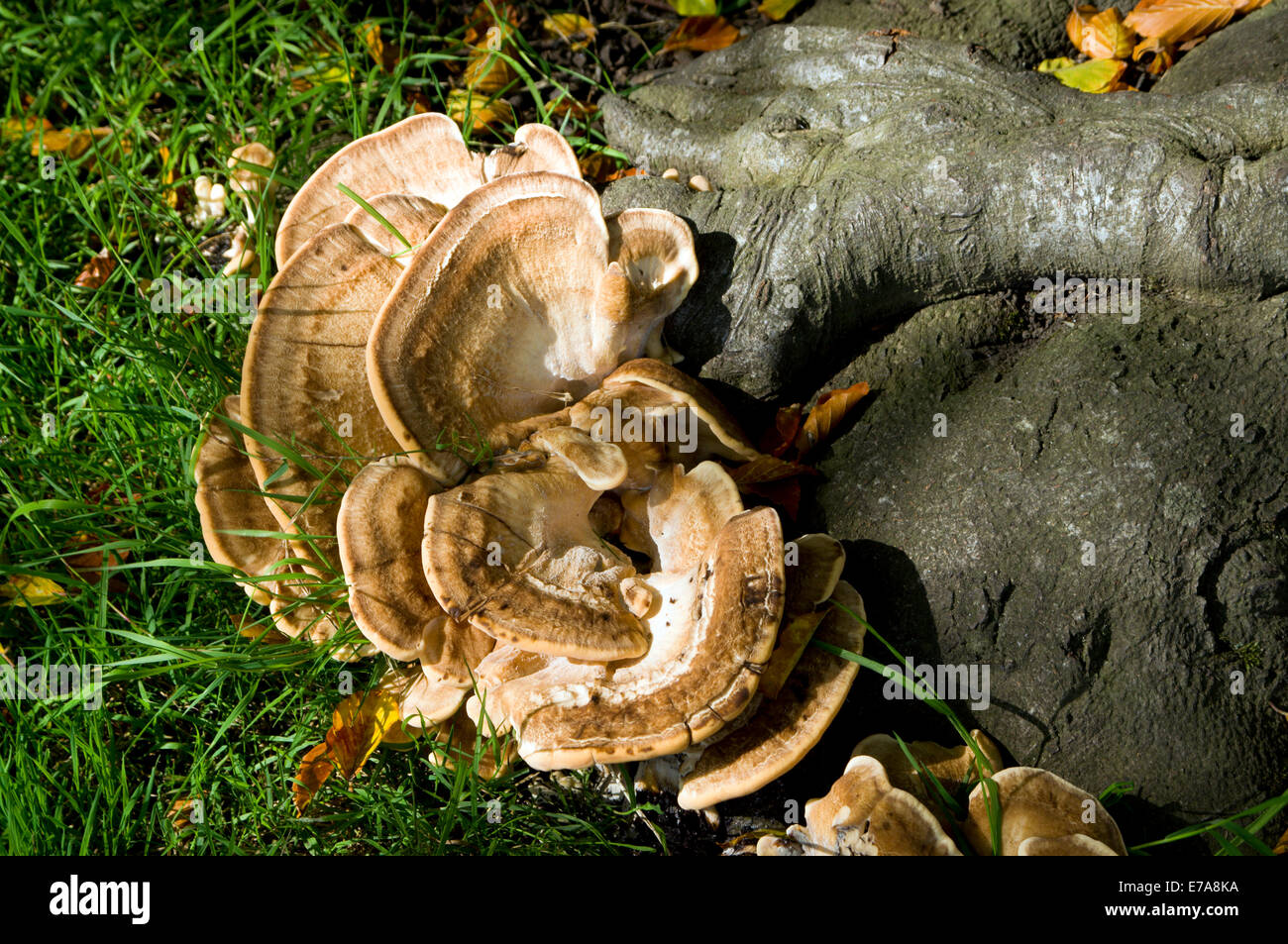 Giant Polypore Meripilus Giganteus Fungi Growing From Base Of Beech