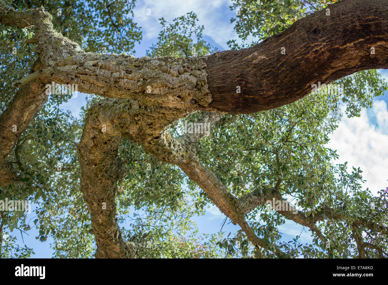 Detailed view of Peeled cork oaks tree Stock Photo - Alamy