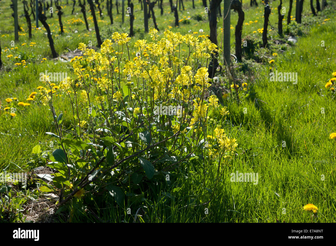 Sinapsis alba, White Mustard, growing with vines, Dorking, Surrey, UK ...