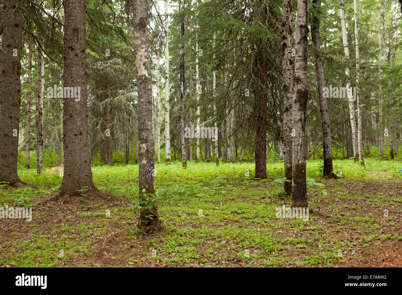 boreal forest, northern Alberta, Canada Stock Photo - Alamy
