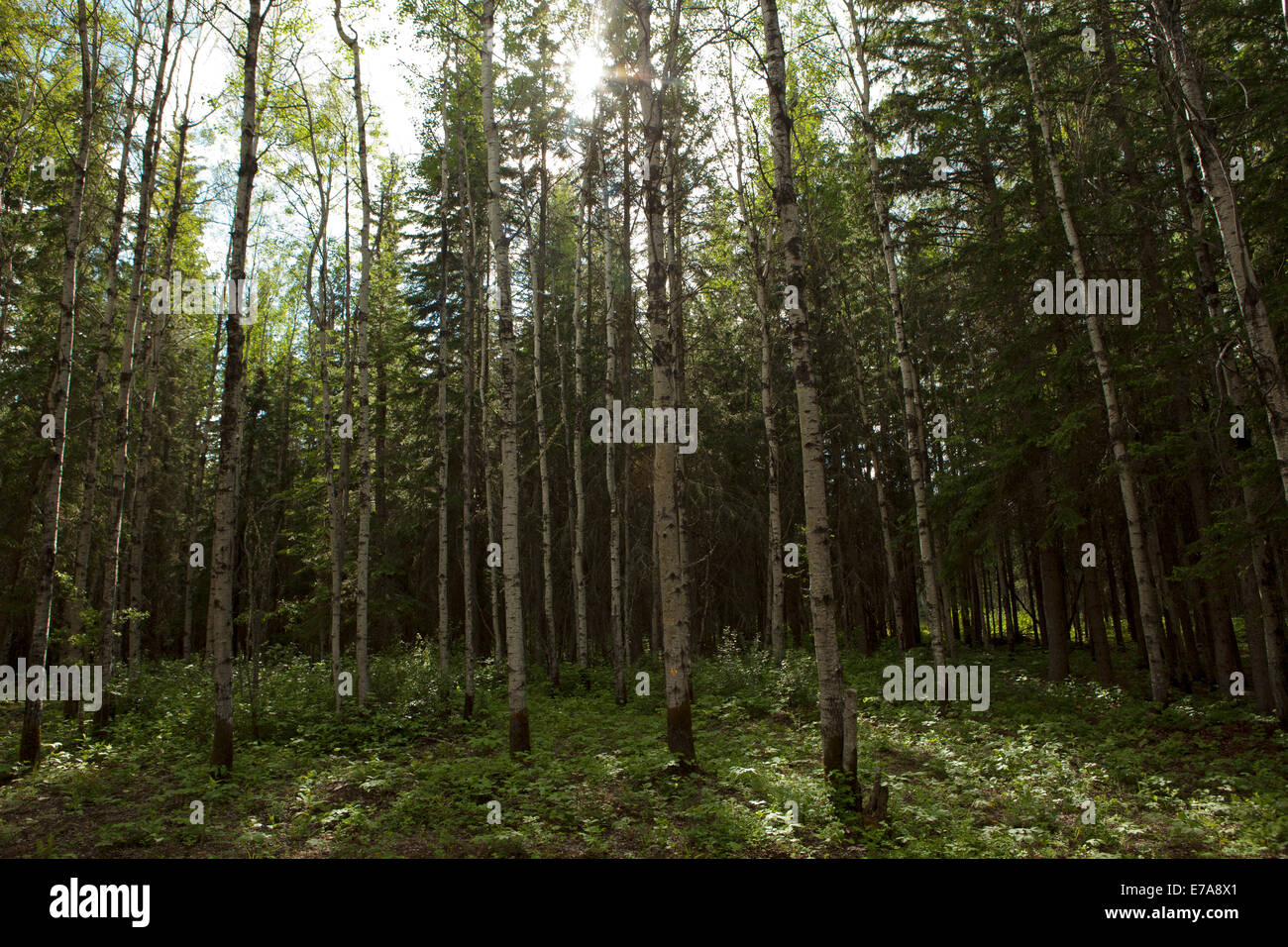 Boreal forest canada hi-res stock photography and images - Alamy