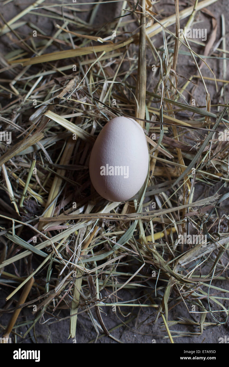 Egg on grass hi-res stock photography and images - Alamy