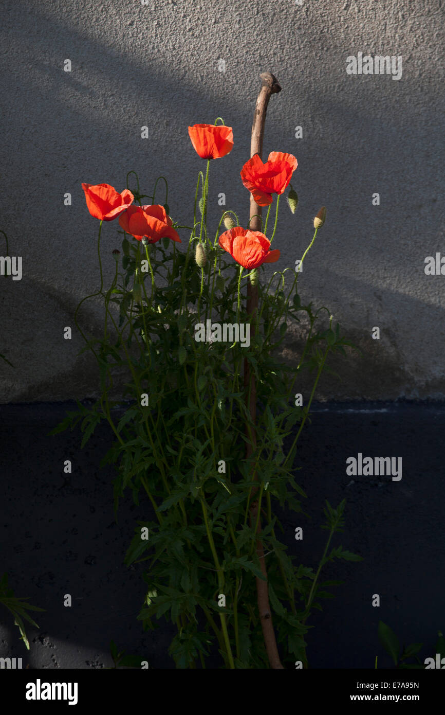 Poppies growing garden hi-res stock photography and images - Alamy