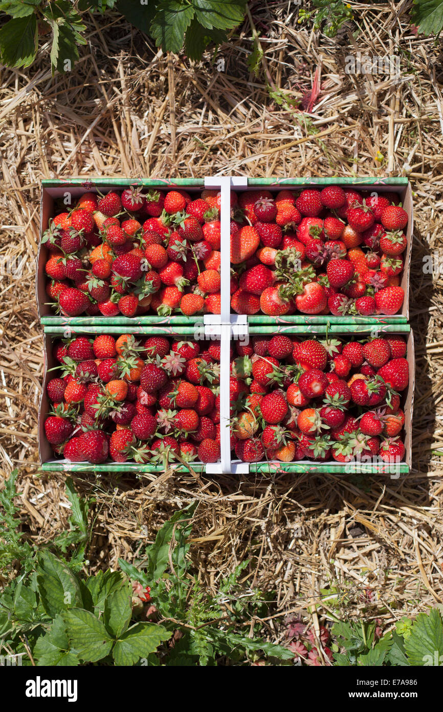 Close up freshly harvested strawberries hi-res stock photography and ...