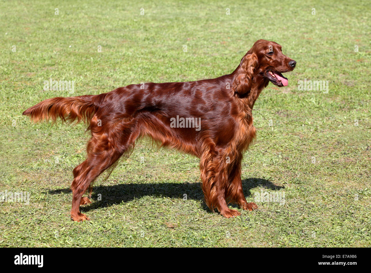 Portrait of Irish setter on a green grass lawn Stock Photo - Alamy