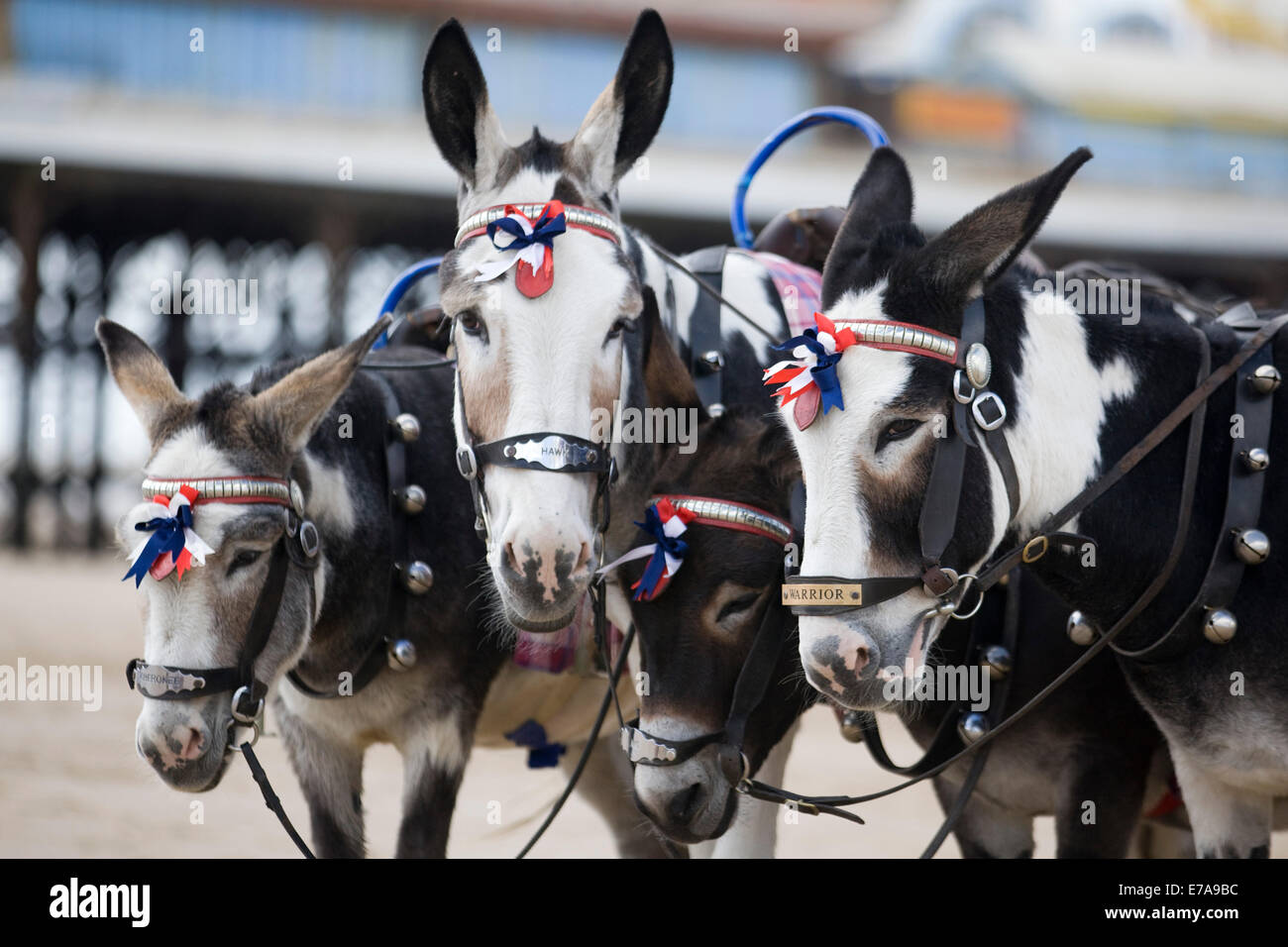 Traditional Donkey rides on British Beaches Stock Photo - Alamy