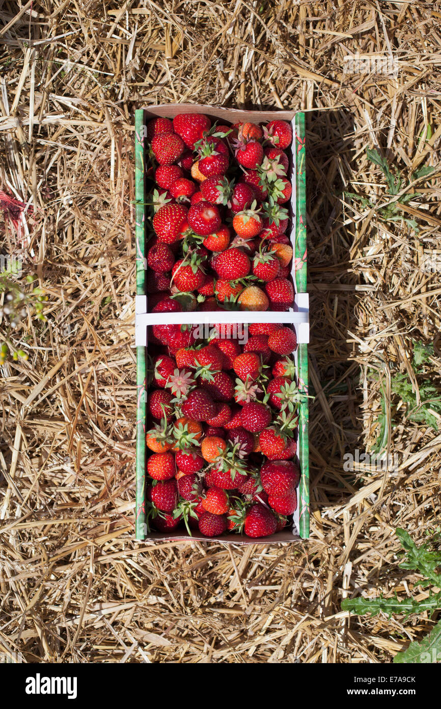 Close up freshly harvested strawberries hi-res stock photography and ...