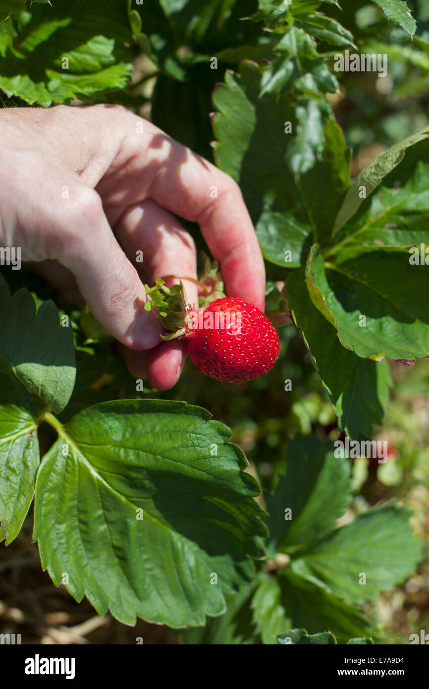 Strawberry picking strawberry hi-res stock photography and images - Alamy