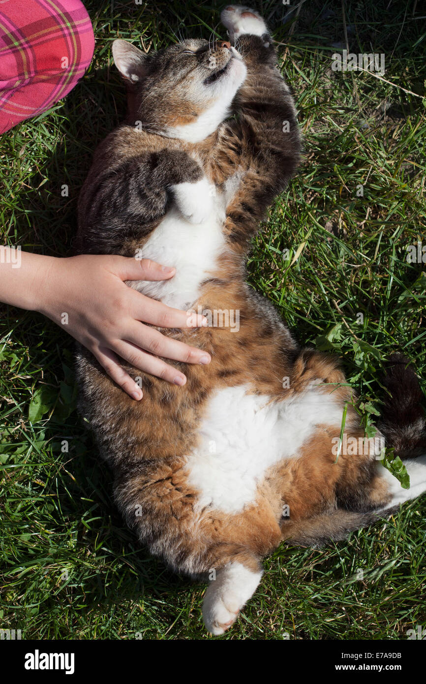 Hand tickling cat on stomach in park Stock Photo - Alamy