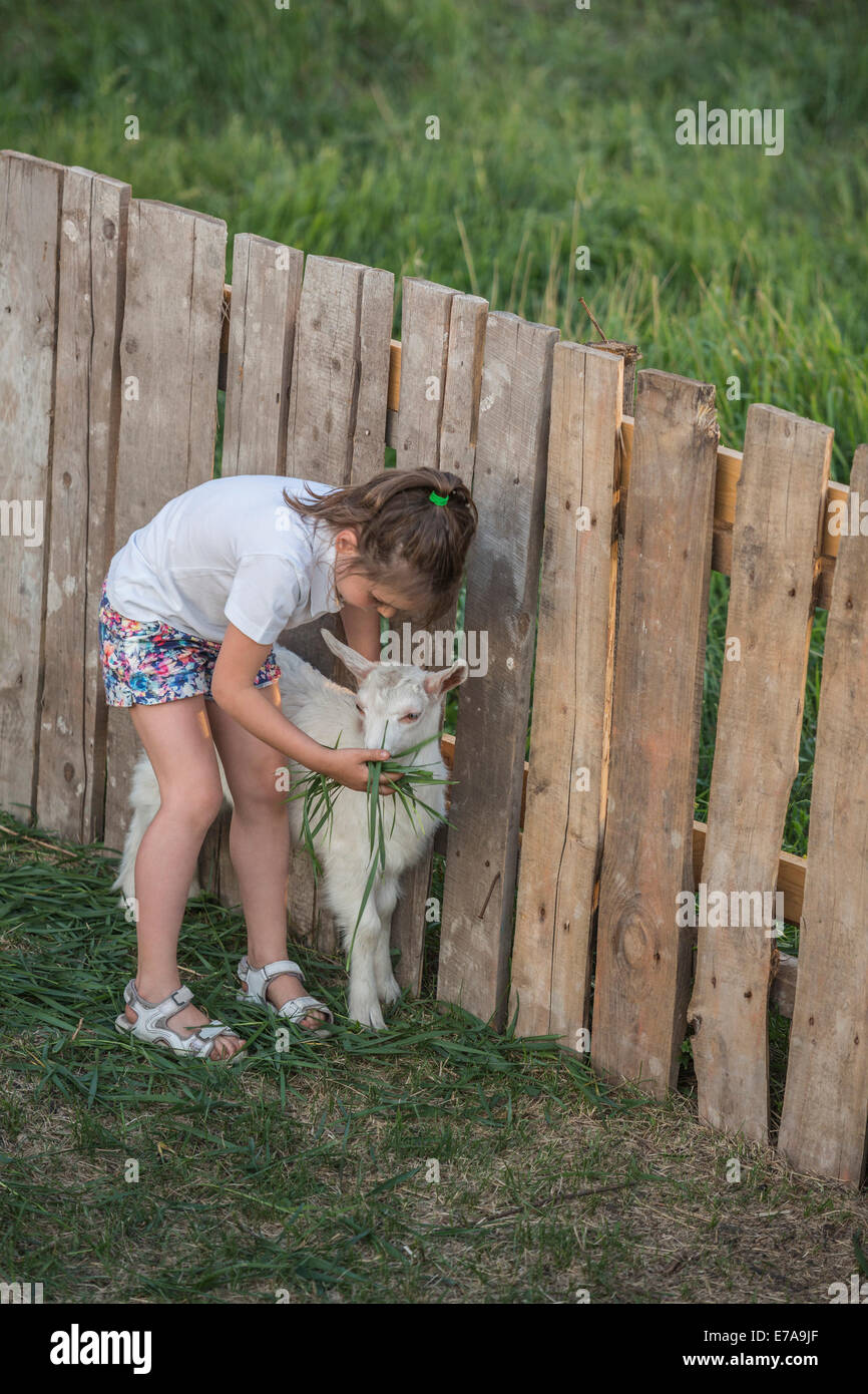 Goat bending hi-res stock photography and images - Alamy