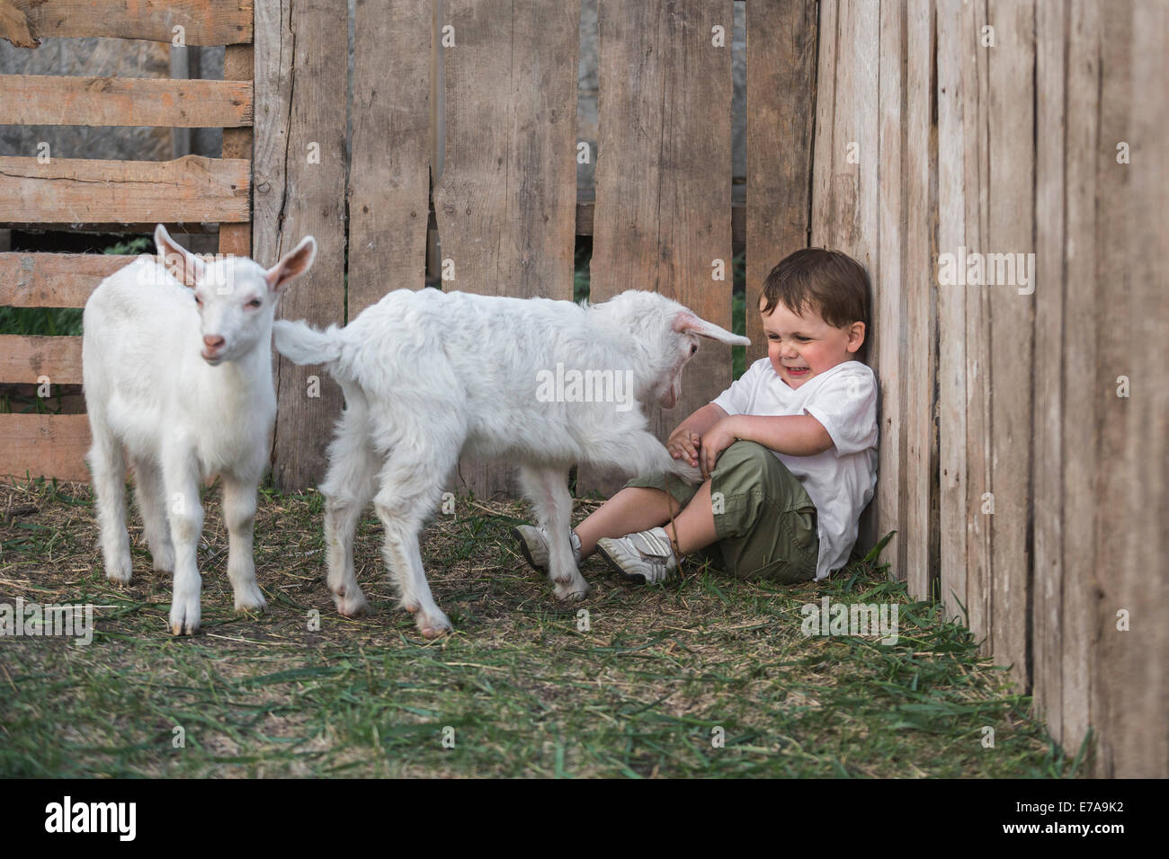 Goat crying hi-res stock photography and images - Alamy