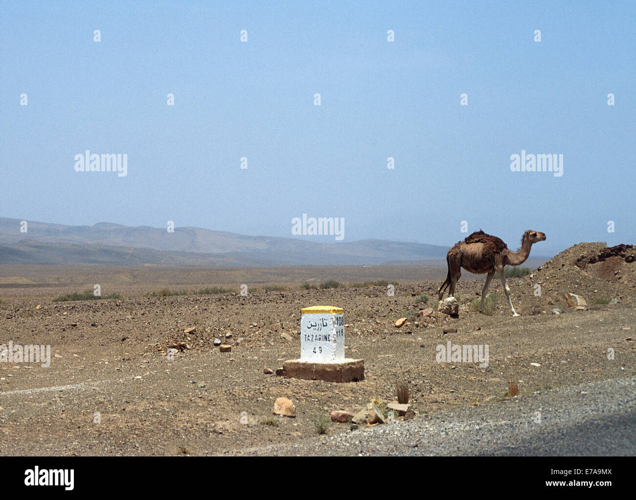 Street sign and camel in desert against clear blue sky, Zagora Province ...