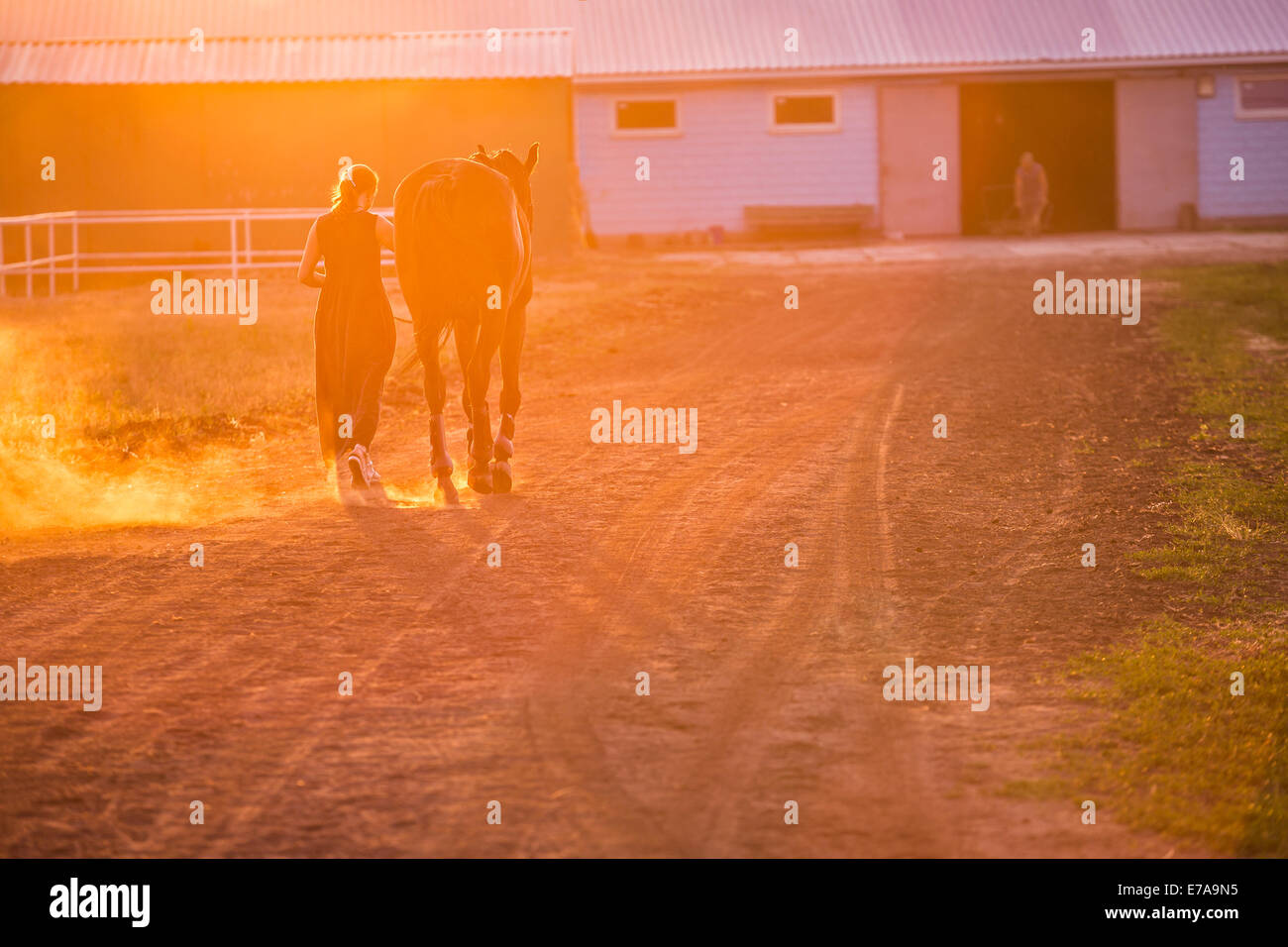 Rear view of woman walking with horse at ranch Stock Photo - Alamy