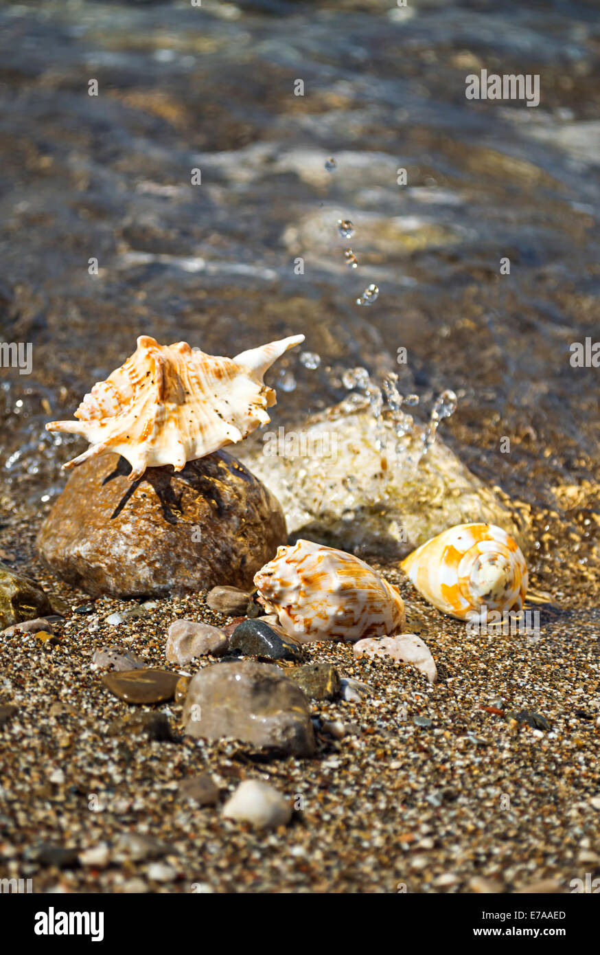 Sea shells on the beach. Shallow depth of field Stock Photo - Alamy