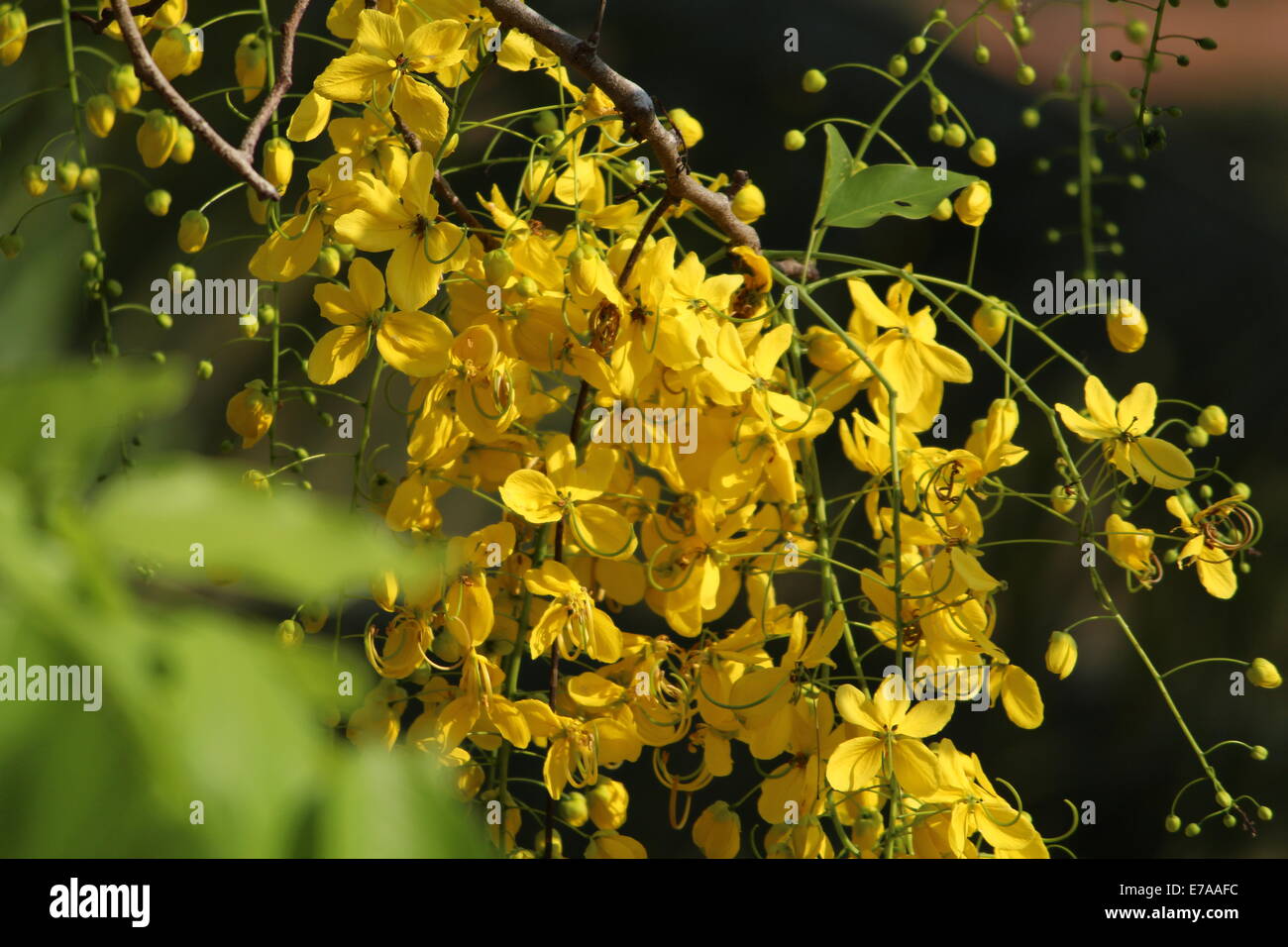 Kanikkonna hi-res stock photography and images - Alamy