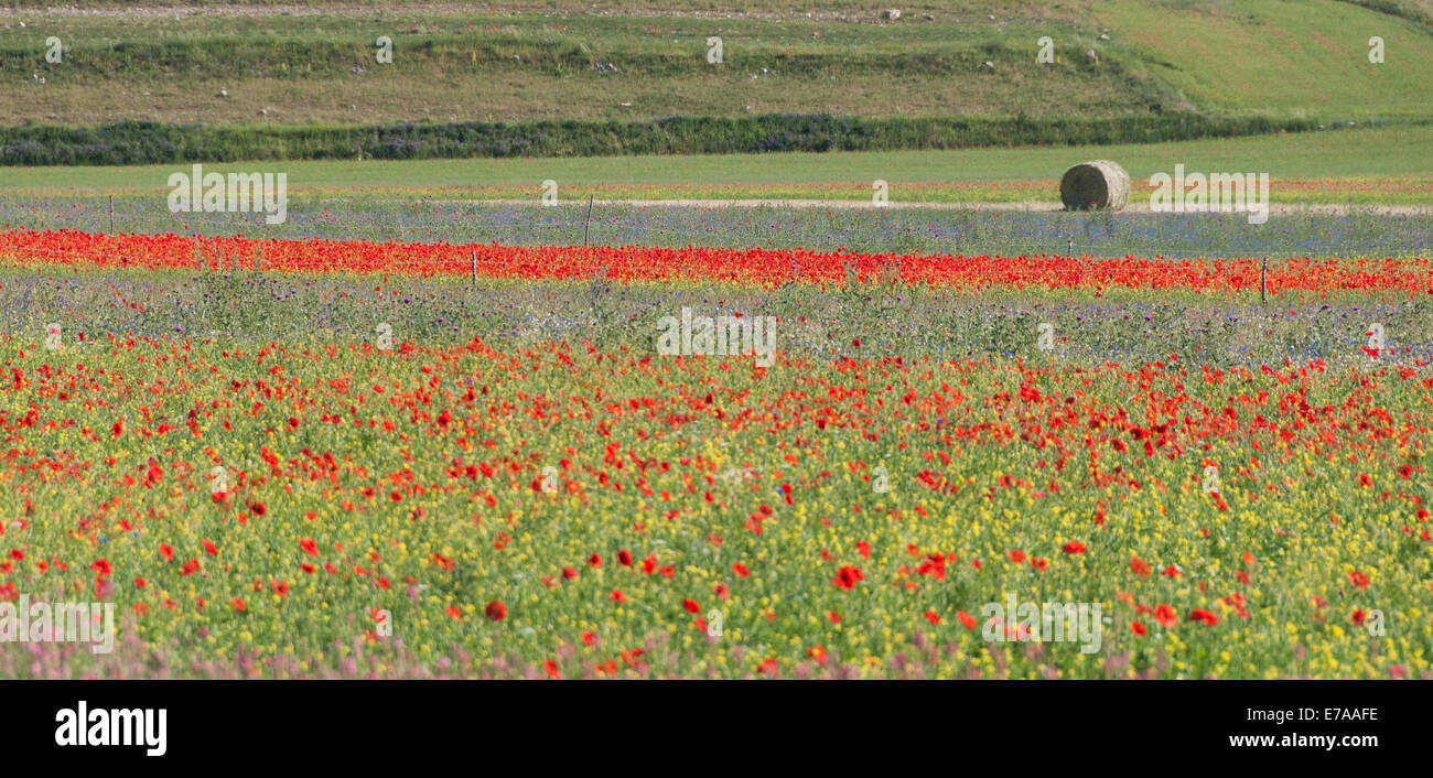 strips of colors Stock Photo - Alamy