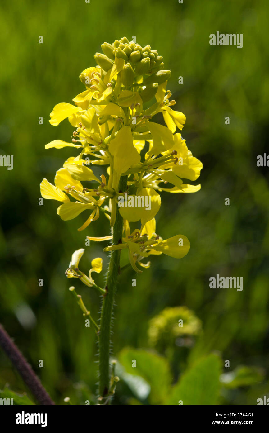 Mustard flower vineyard hi-res stock photography and images - Alamy