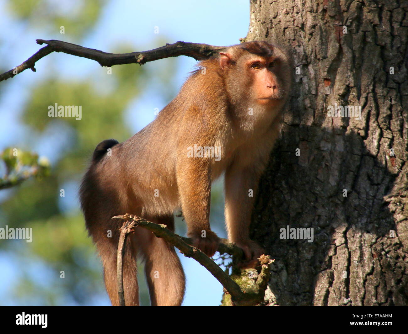 Juvenile male Southern pig-tailed macaque (Macaca nemestrina) climbing ...