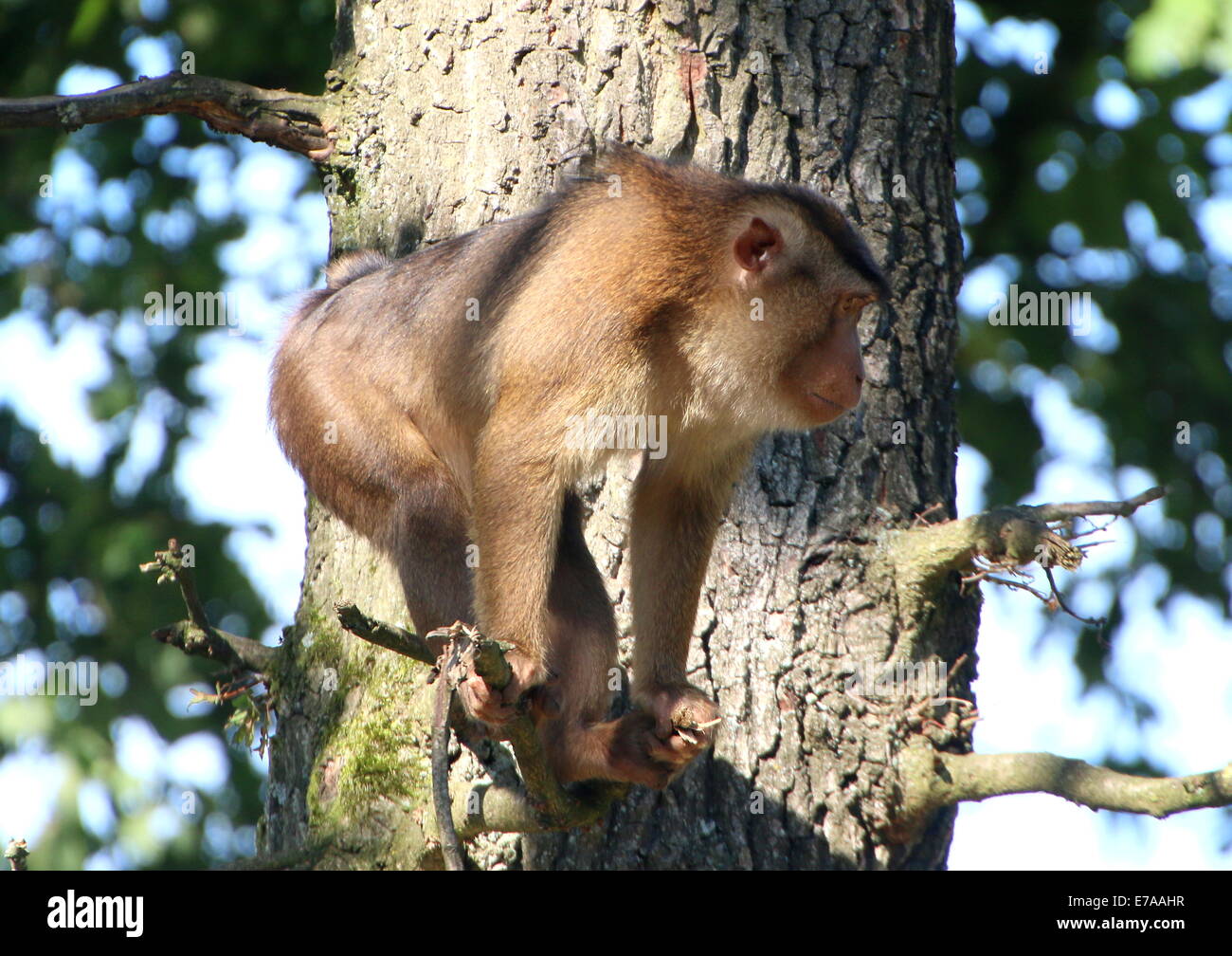 Southern pig tailed macaque hi-res stock photography and images - Alamy