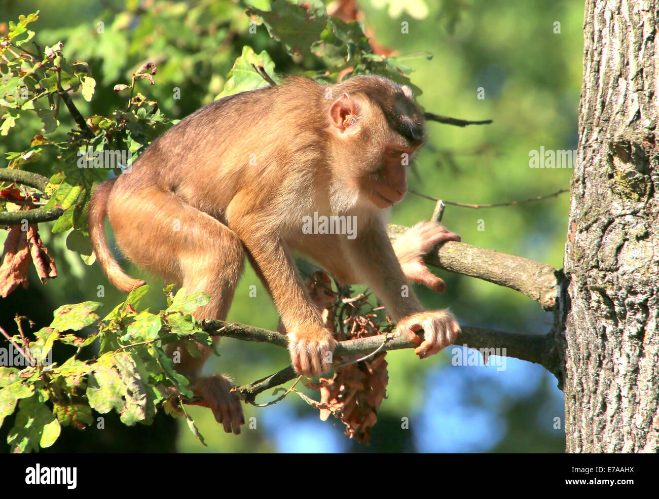Southern pig-tailed macaque (Macaca nemestrina) climbing a tree Stock ...