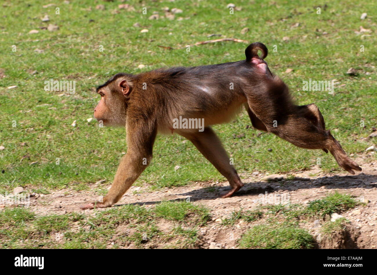 Male Southern pig-tailed macaque (Macaca nemestrina) running fast Stock ...