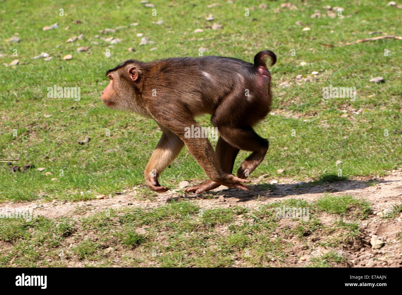 Male Southern pig-tailed macaque (Macaca nemestrina) running fast Stock ...