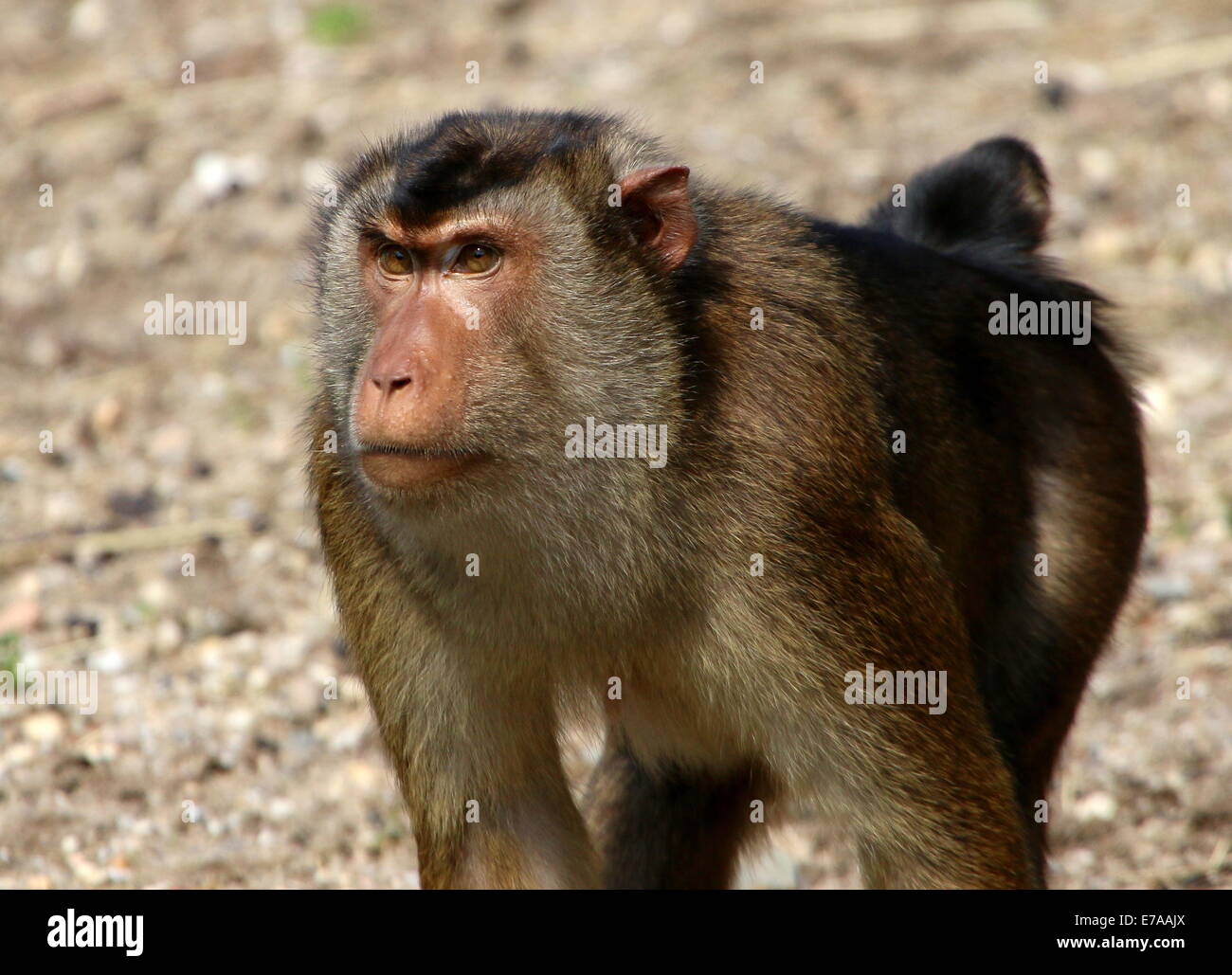Mature male Southern pig-tailed macaque (Macaca nemestrina) close-up of ...