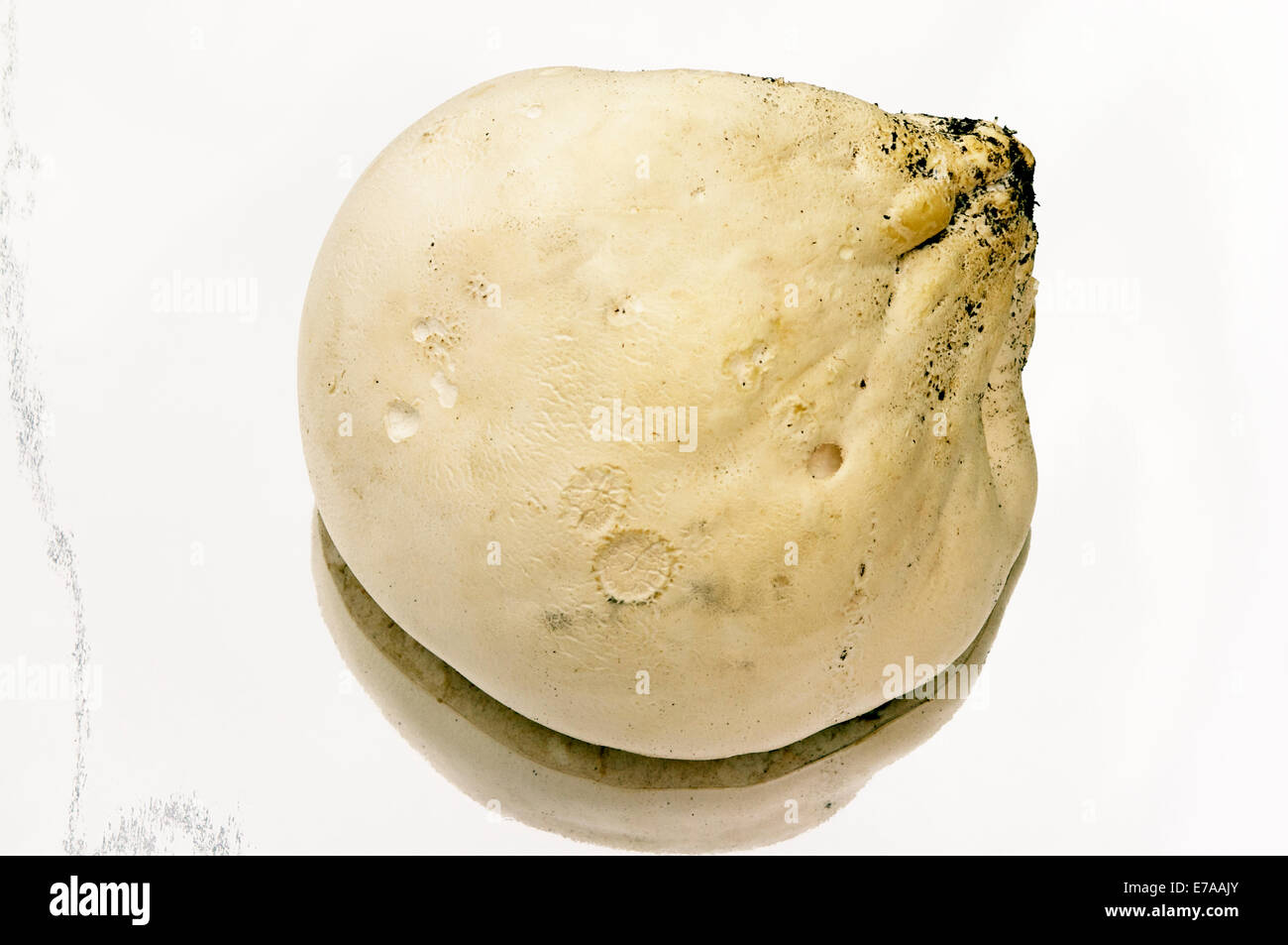 Puffball identification hi-res stock photography and images - Alamy