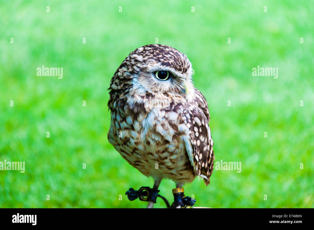 Close up portrait of little Owl against green background Stock Photo ...
