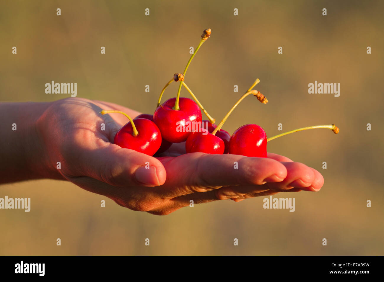 Picking cherries group hi-res stock photography and images - Alamy