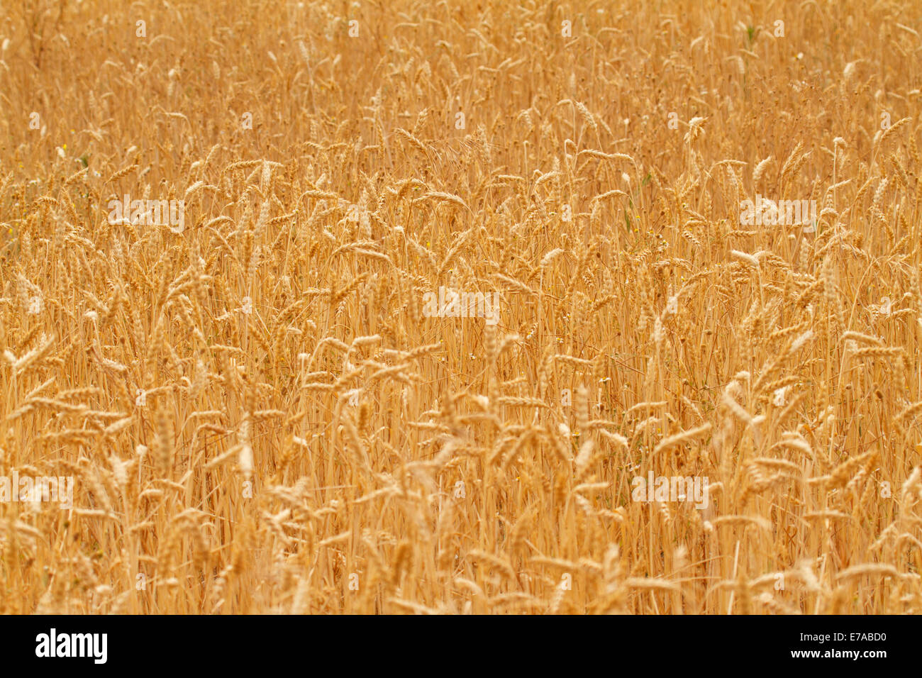 Landscape of a golden field of wheat Stock Photo - Alamy