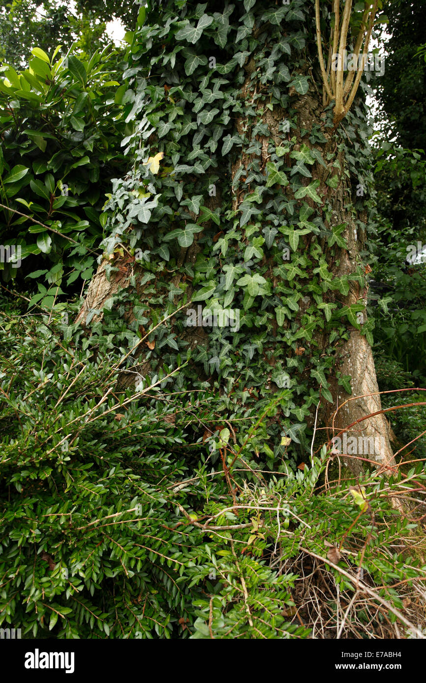 Tree climbing roots ivy hi-res stock photography and images - Alamy
