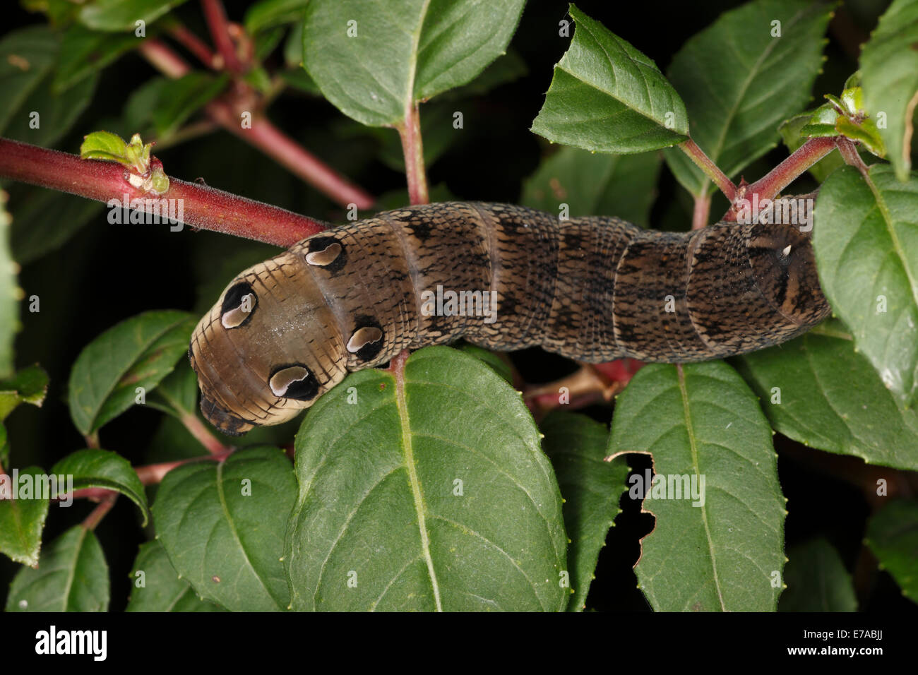 Elephant hawk moth caterpillar eating hi-res stock photography and ...