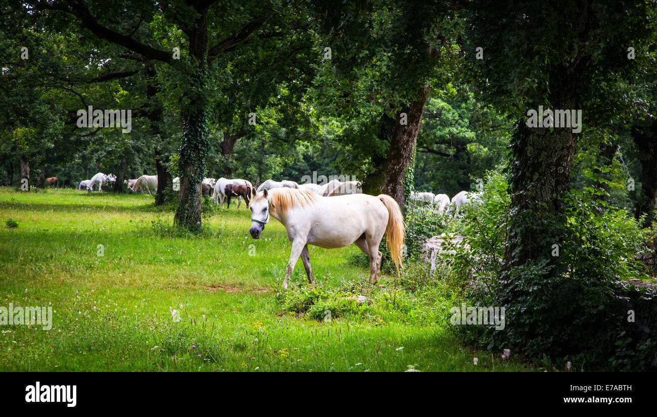 Lipizzaner Horses Slovenia High Resolution Stock Photography and Images - Alamy