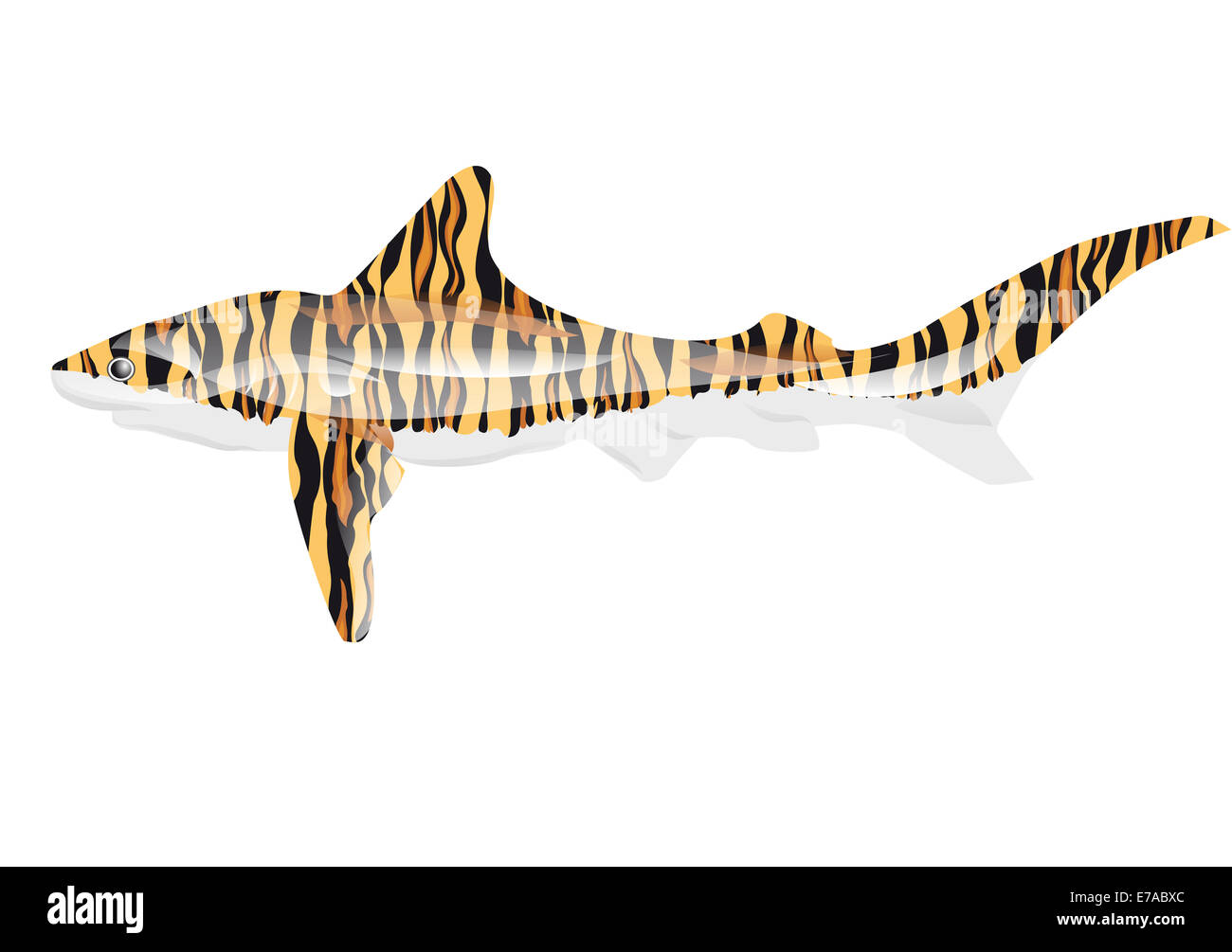 Tiger shark Cut Out Stock Images & Pictures - Alamy