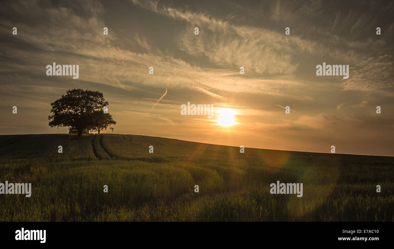 Sunlight across the crops - The sun sets across the farmland at the end ...