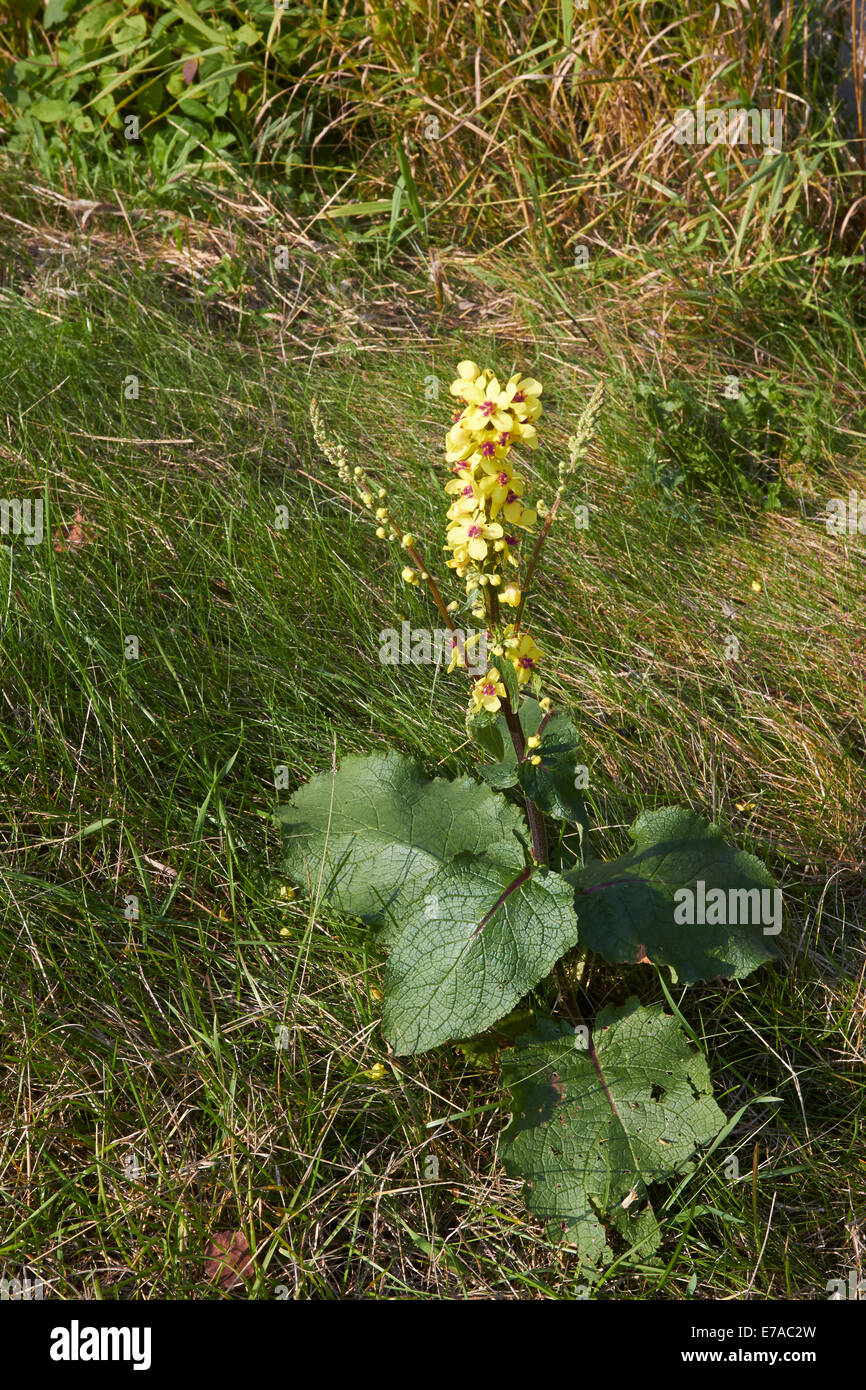 Verbascum nigrum, Dark mullein Stock Photo - Alamy