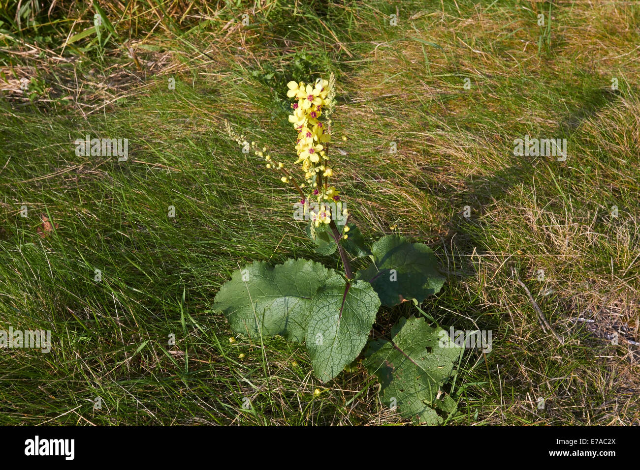 Verbascum nigrum, Dark mullein Stock Photo - Alamy