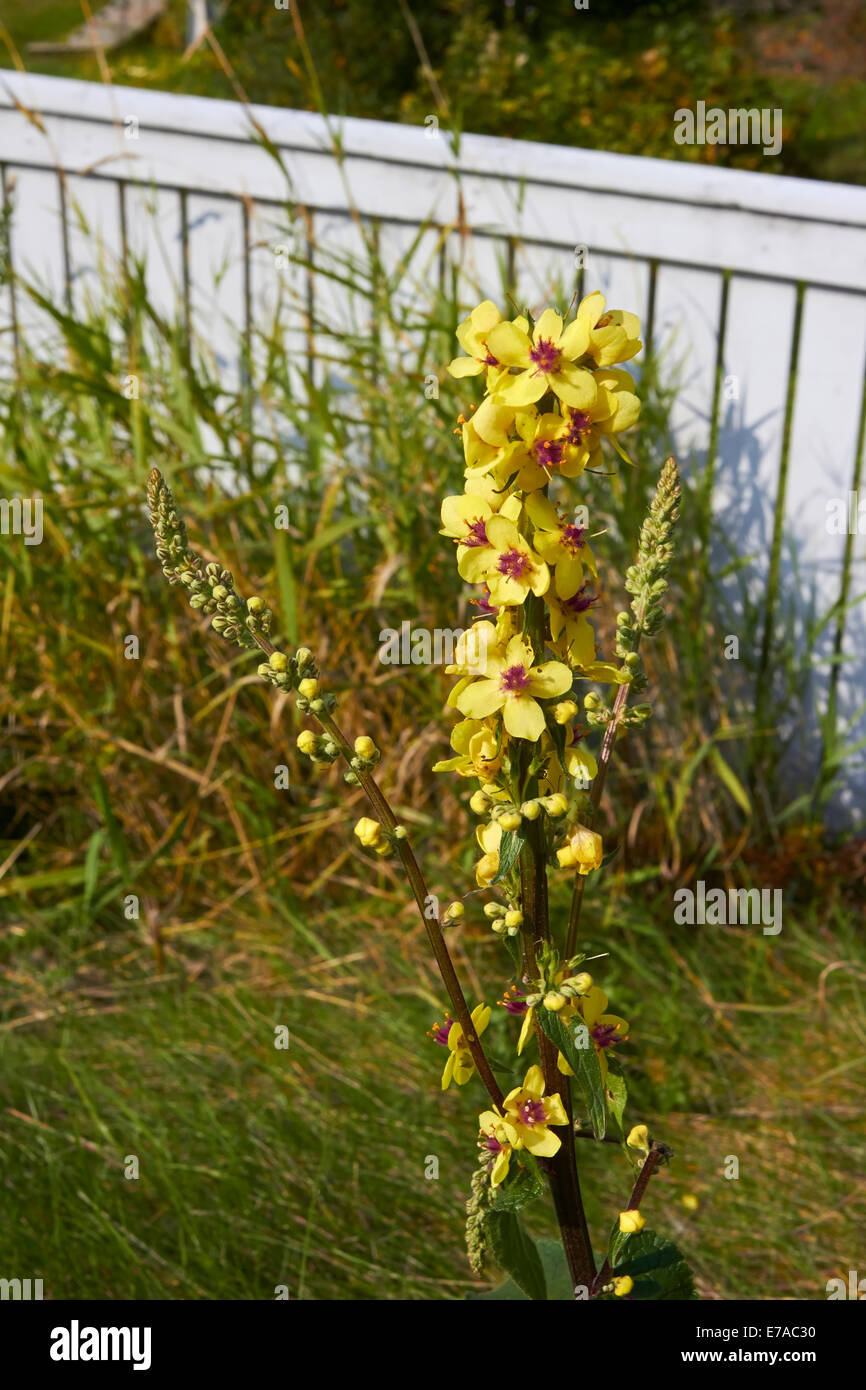 Verbascum nigrum, Dark mullein Stock Photo - Alamy