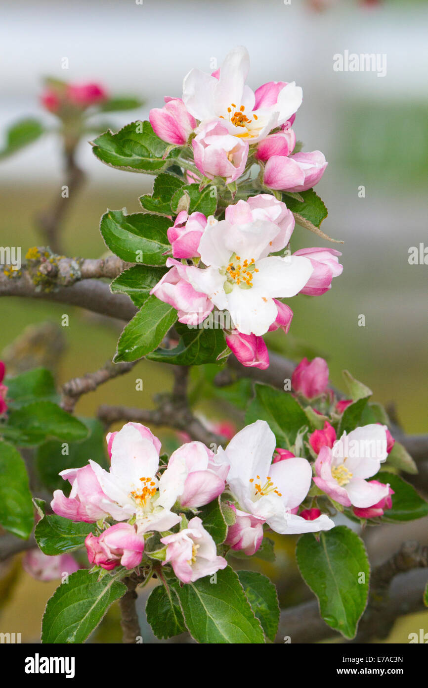 Portrait of apple tree flowers Stock Photo - Alamy