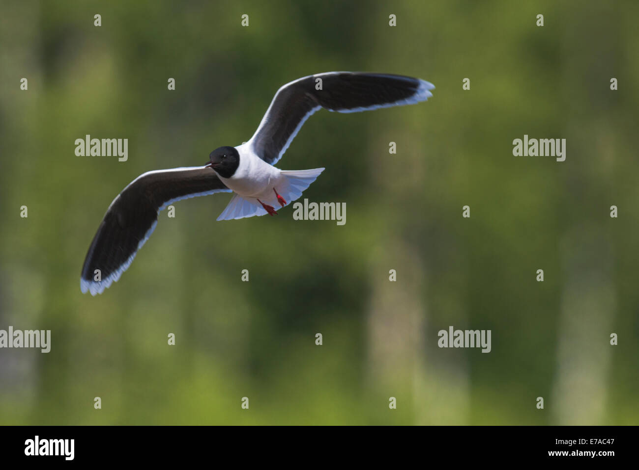 Little gull, Larus minutus flying Stock Photo - Alamy